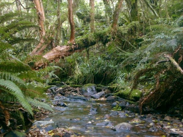 Pureora Forest Park - Aspiring Backpacker - Travel adventures around ...