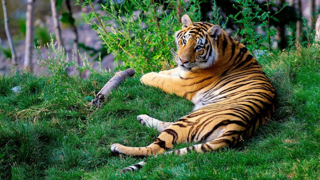 3 Best Places To See Wildlife In Asia - Aspiring Backpacker - Travel ...